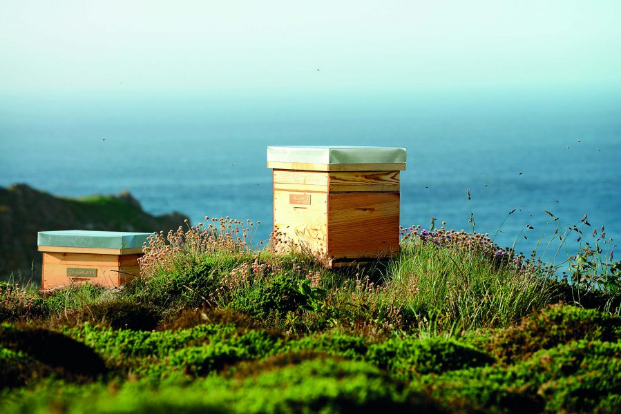 WORLD BEE DAY: Guerlain "For Bees Conservation Programme" - THE Stylemate