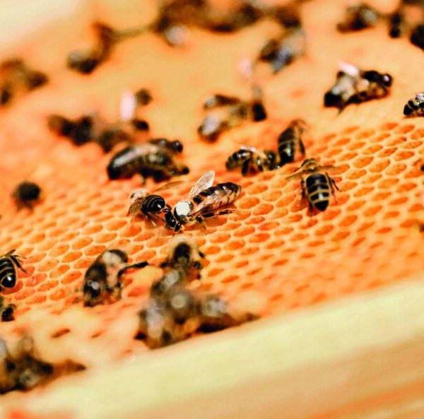 WORLD BEE DAY: Guerlain "For Bees Conservation Programme" - THE Stylemate