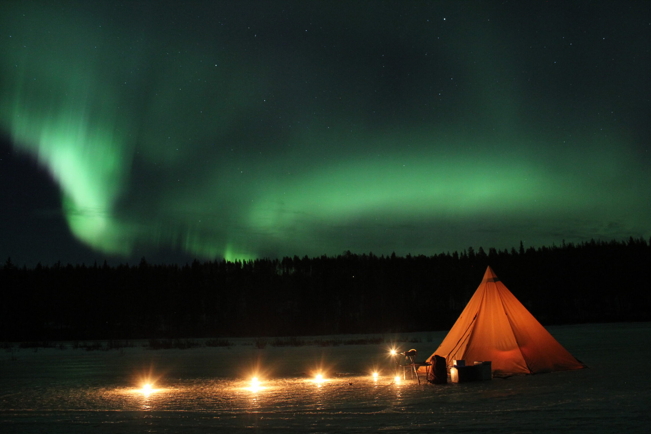 Enchanted Escapes: Discover the Magical Treehotel in Sweden ...