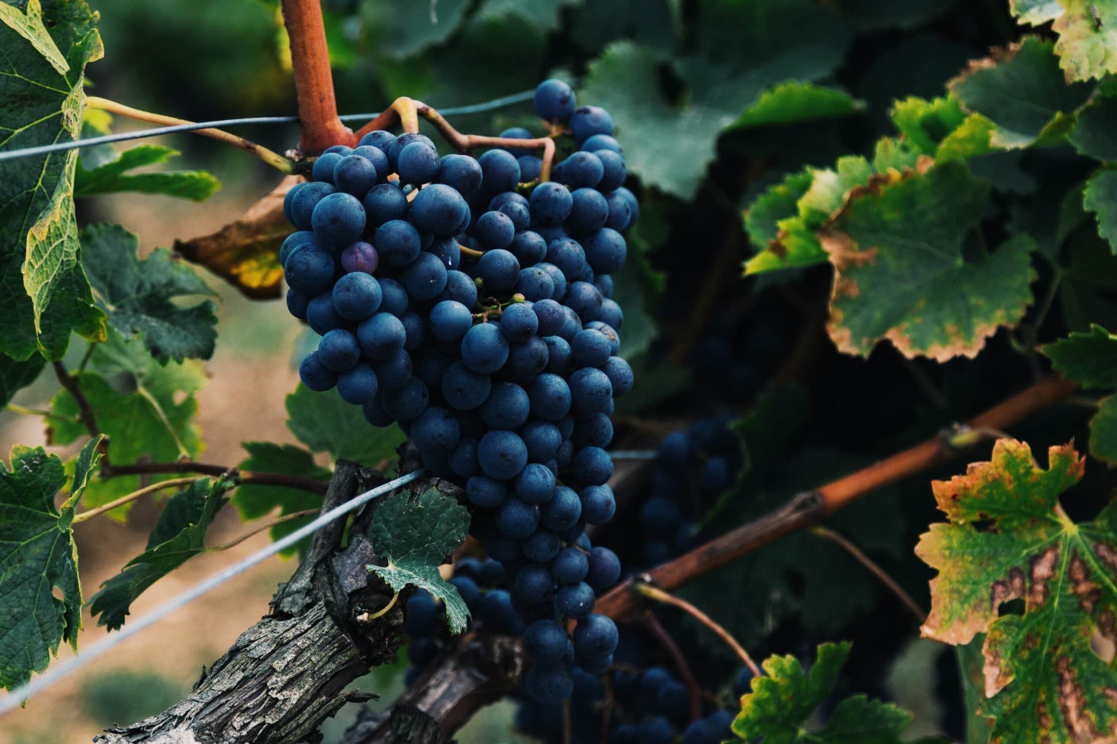Strommer Wine: The grape doesn’t fall far from the tree. - THE Stylemate